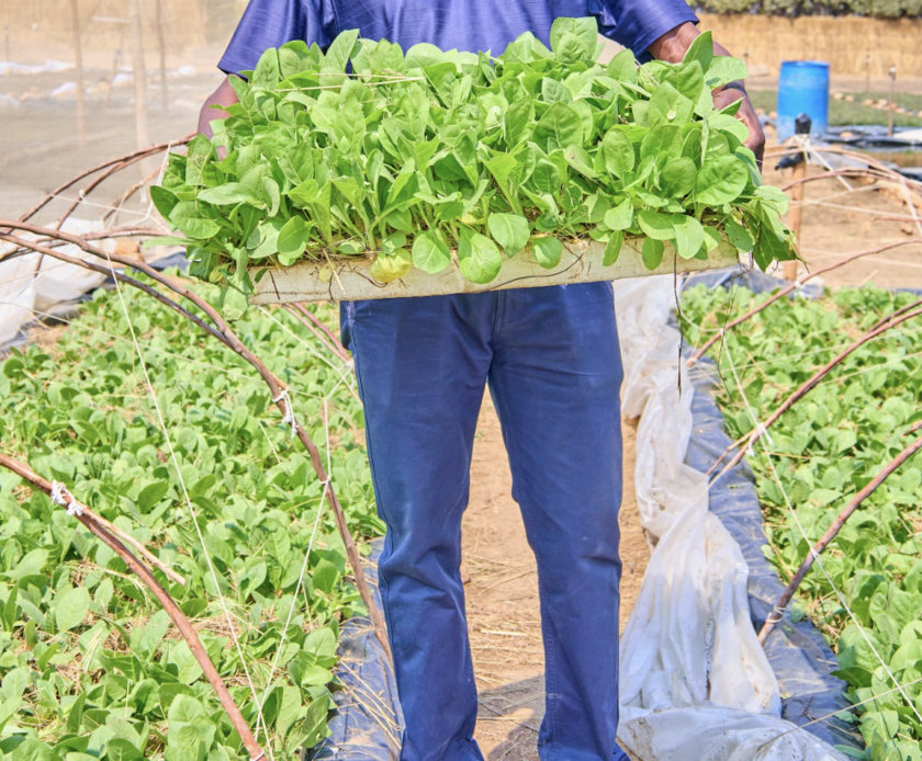 HORTICULTURE PLANT PROPAGATION UNIT (HPPU) – Kutsaga