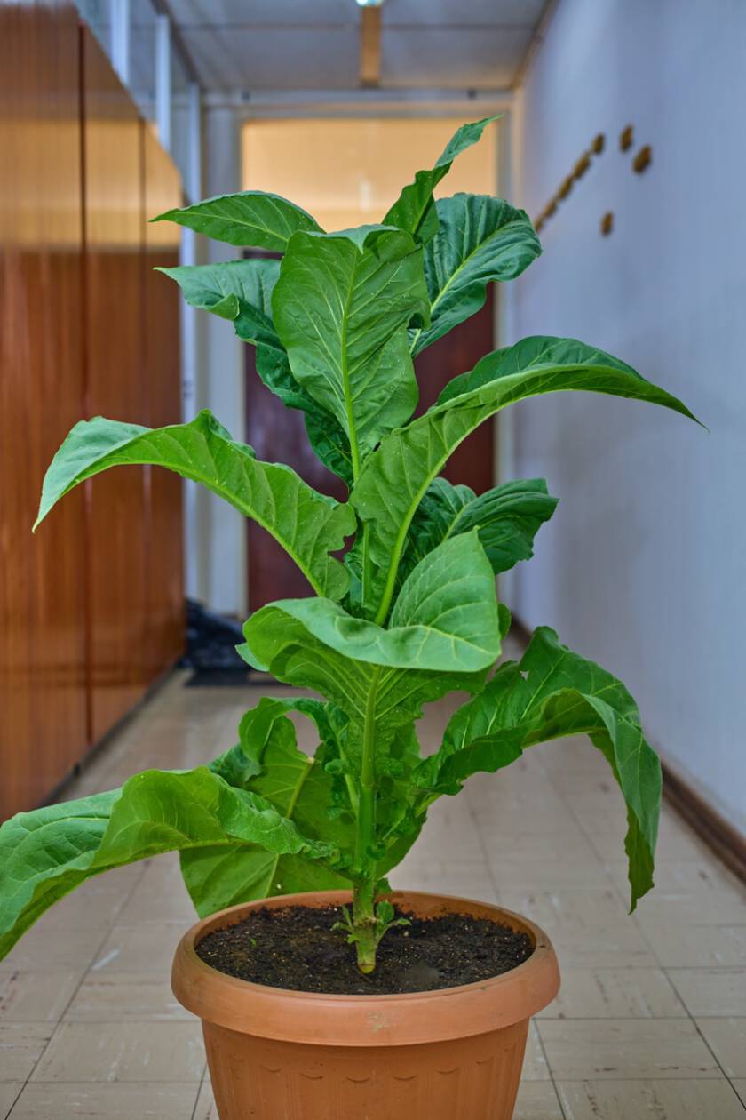 Kutsaga – Developing and providing elite varieties and innovative agro ...