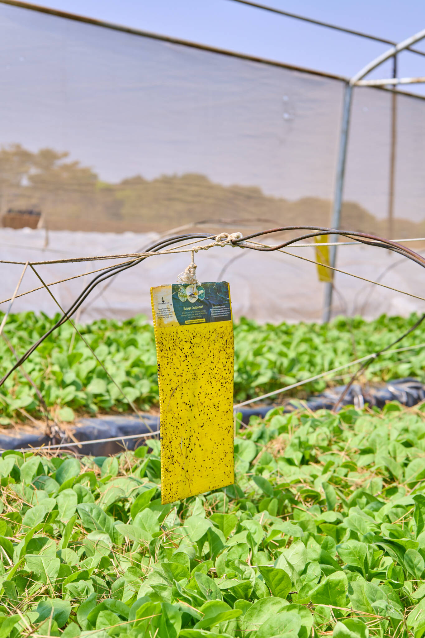 PLANT HEALTH & AGRICULTURAL RESILIENCE (PHAR) – Kutsaga