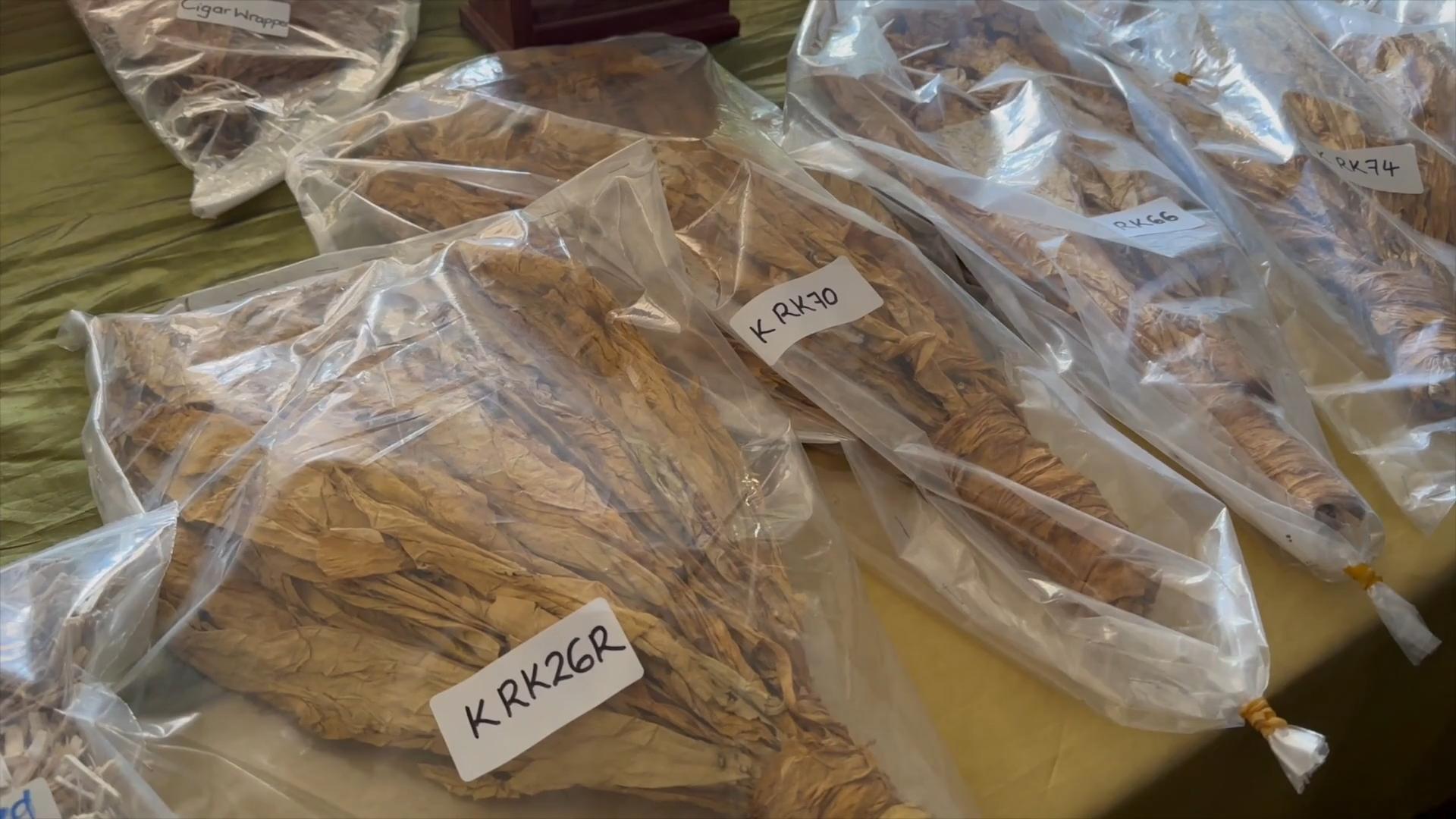 Kutsaga – Developing and providing elite varieties and innovative agro ...